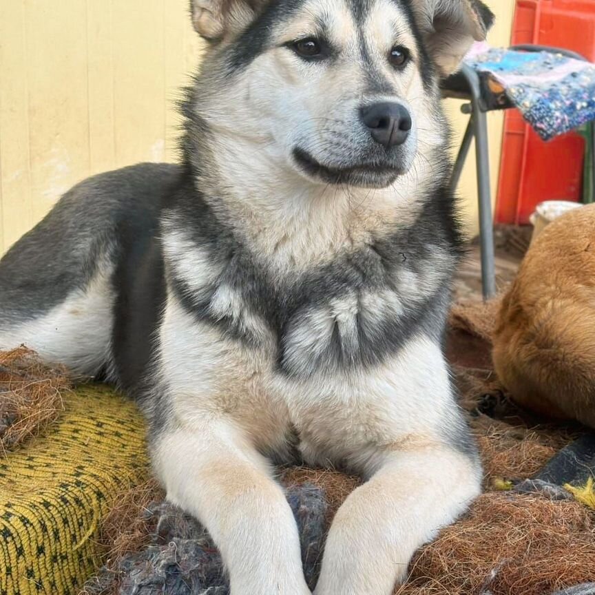 Метис хаски