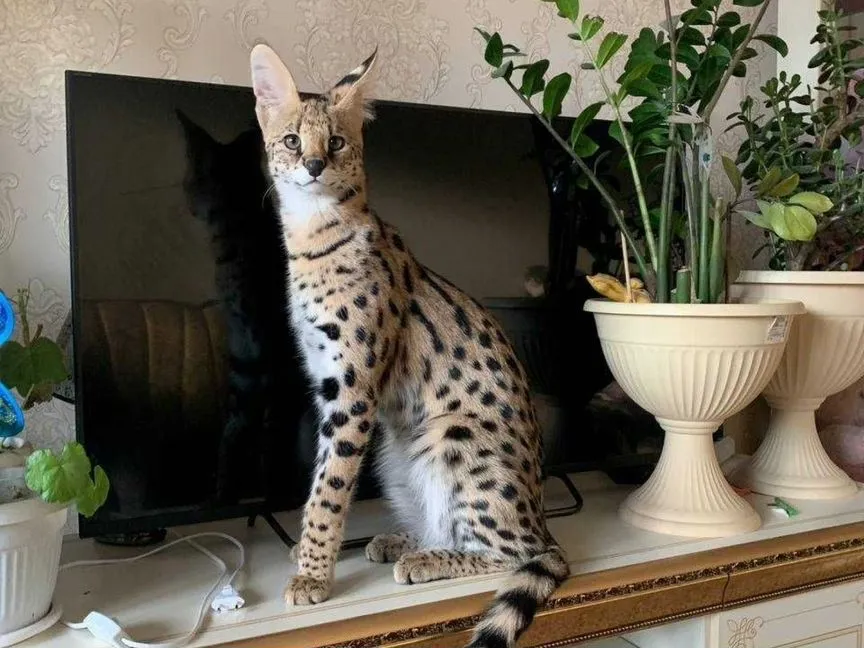 Породистые большие кошки