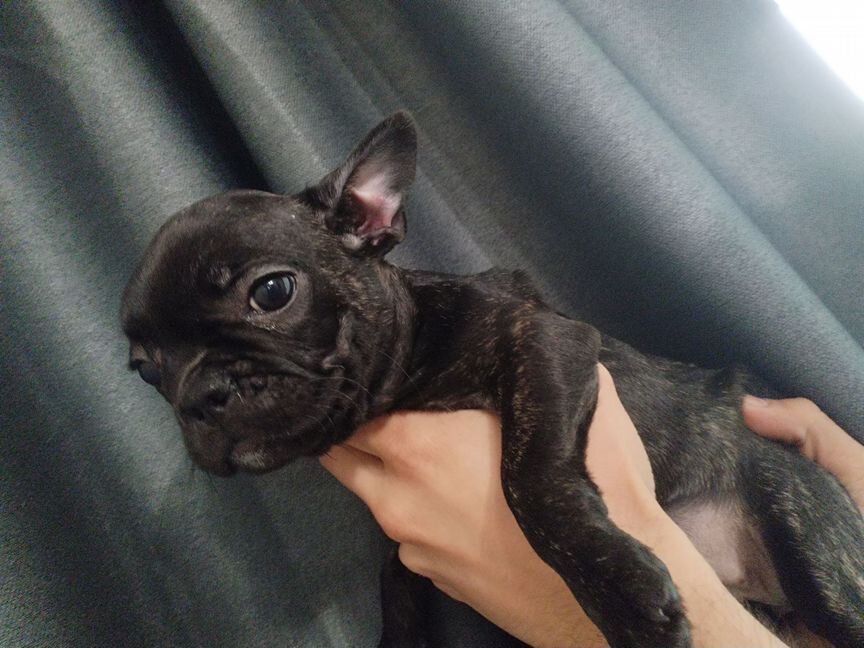 Французский бульдог