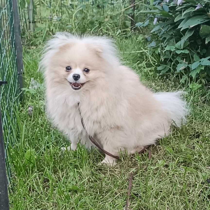 Кремовая девочка 2.5 года