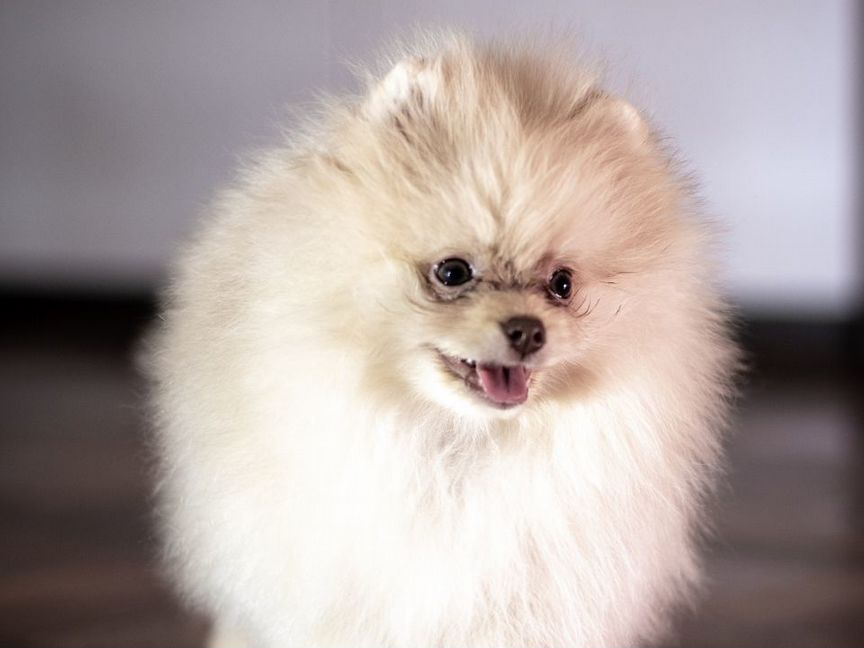 Мальчик красавчик померанский шпиц