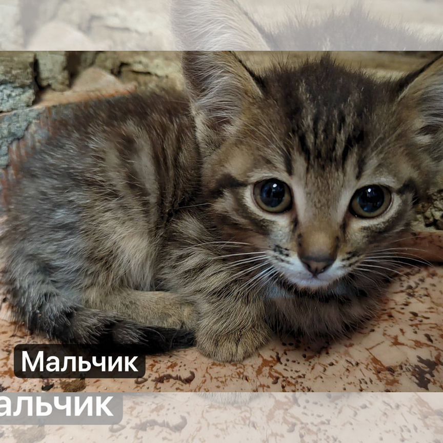 Отдам в добрые руки