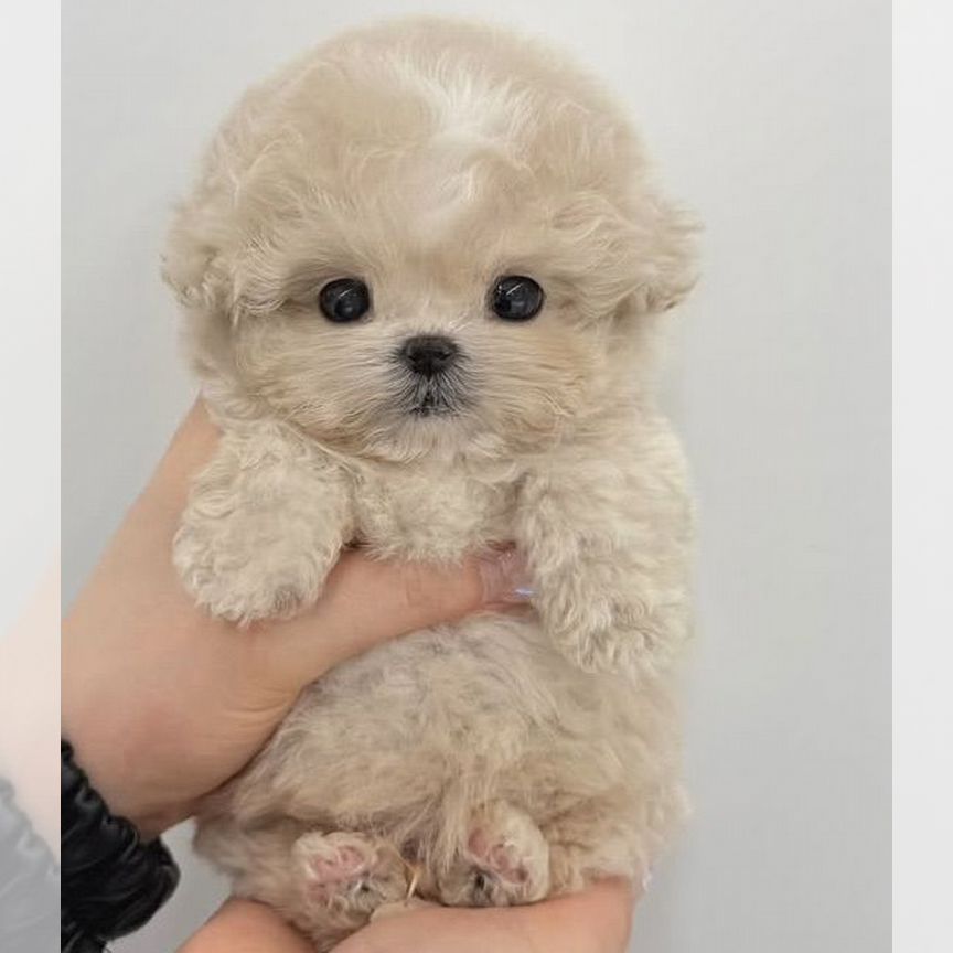 Мальтипу, щенок