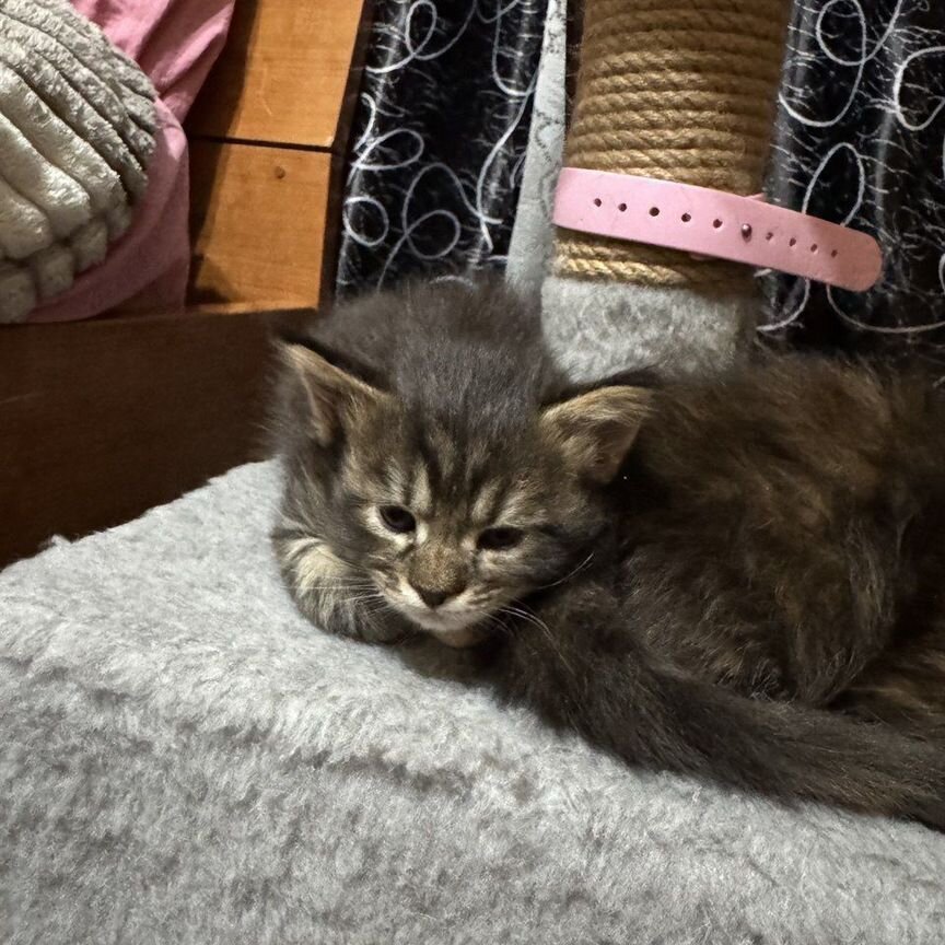 Котята мейн-кун