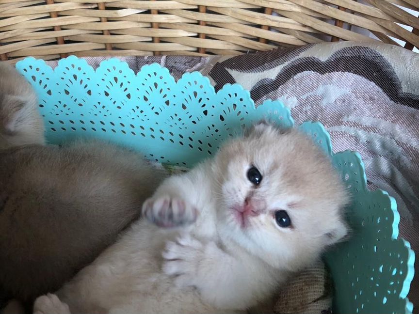 Редкий окрас британских котят. Бронь