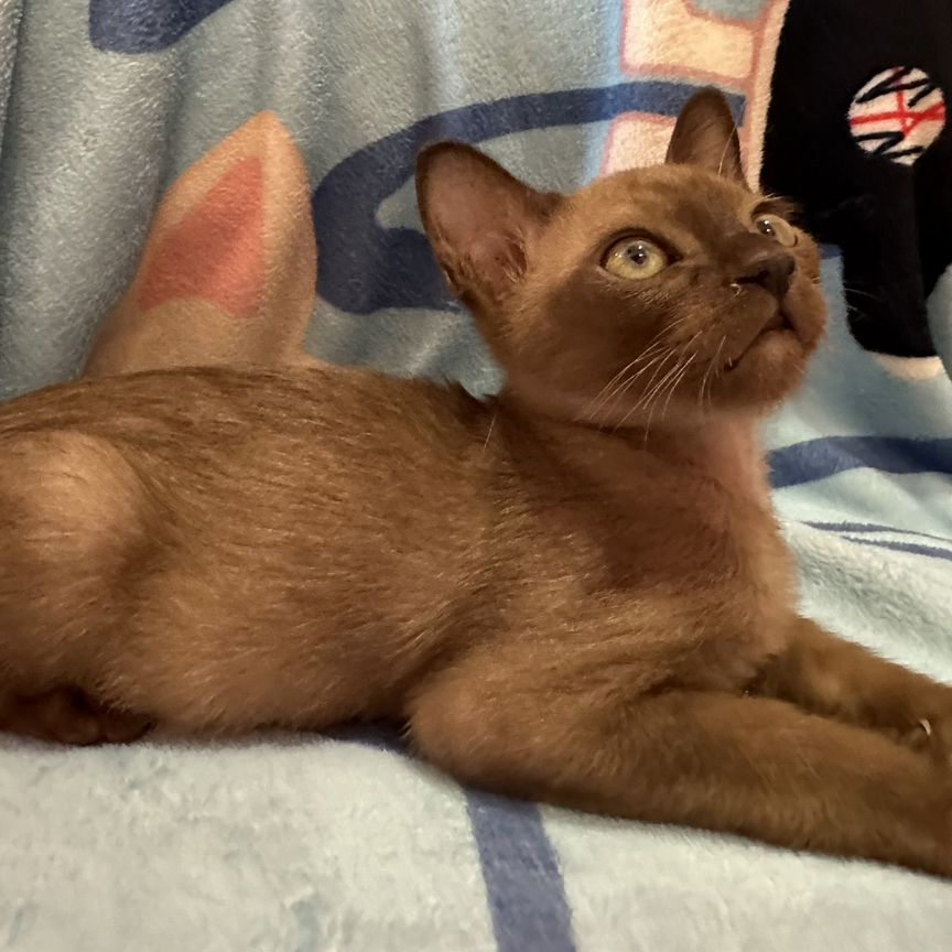 Бурманские котята