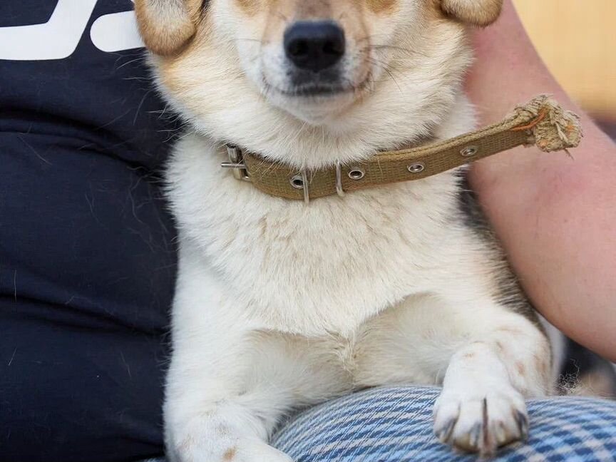 Маленькая собачка Роза 1,5 года ищет дом