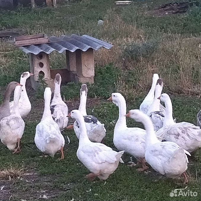 Продам гусей