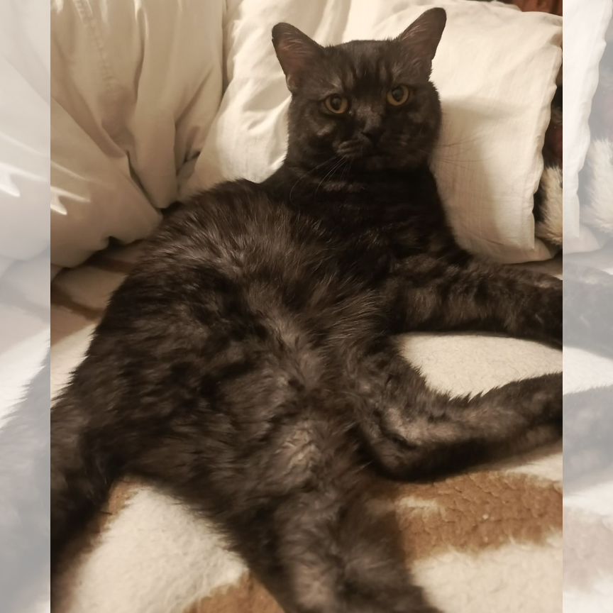 Британский короткошёрстный, взрослый кот