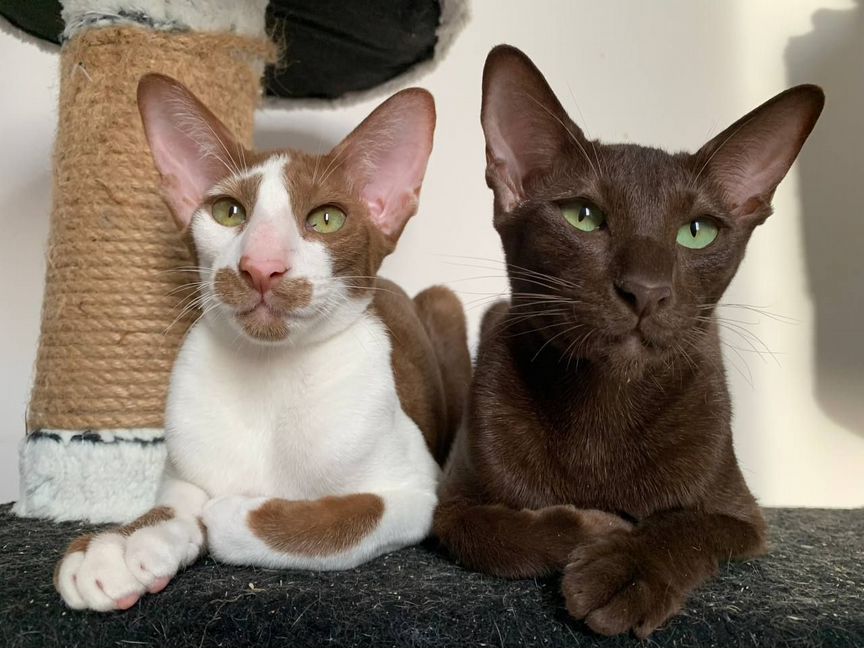 Ориентальная