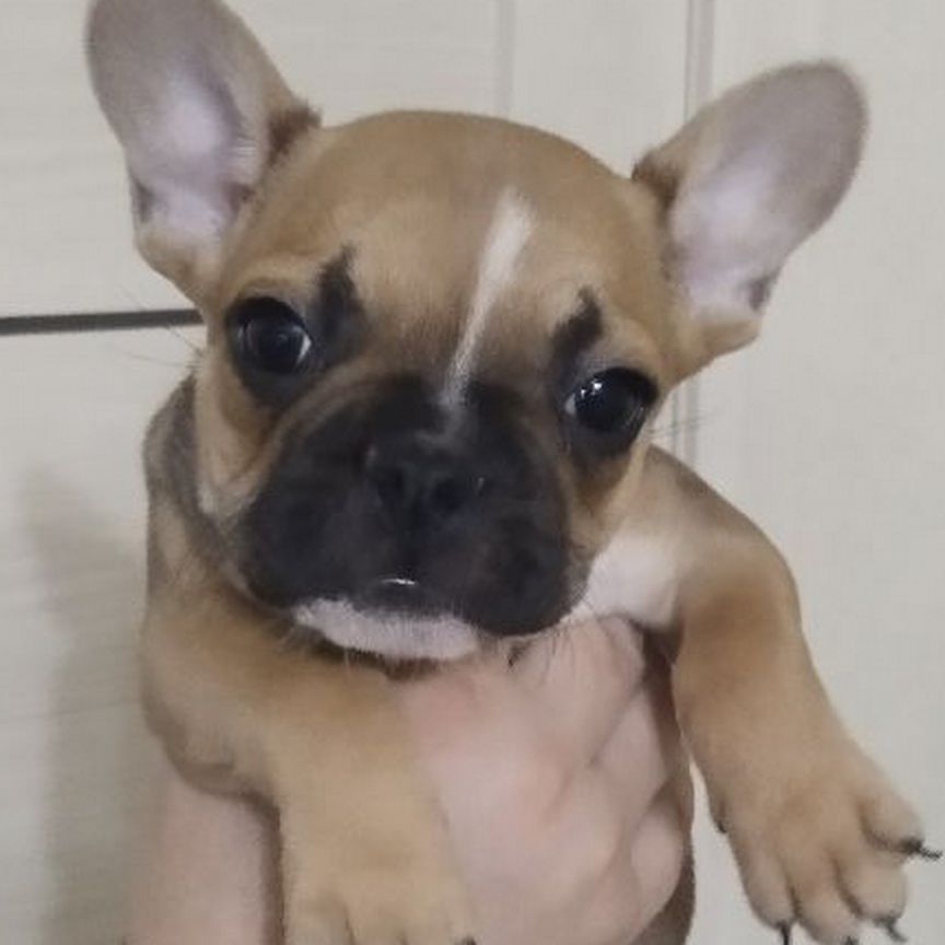 Французский бульдог, щенок