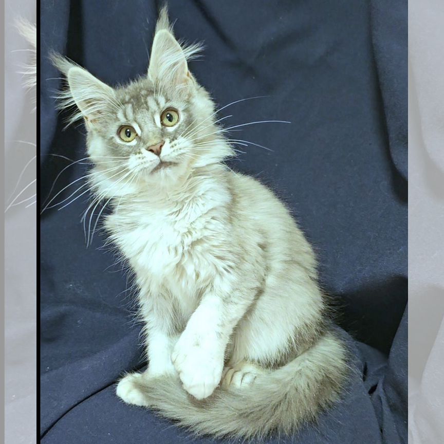 Мейн-кун котёнок