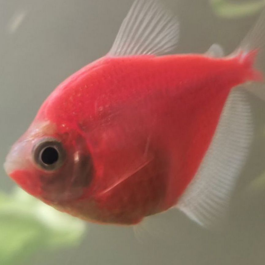 Тренденции