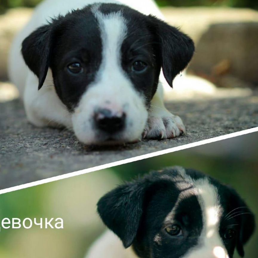 Щенки