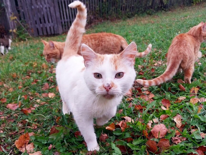 3 кота и 1 кошка ищут добрых хозяев