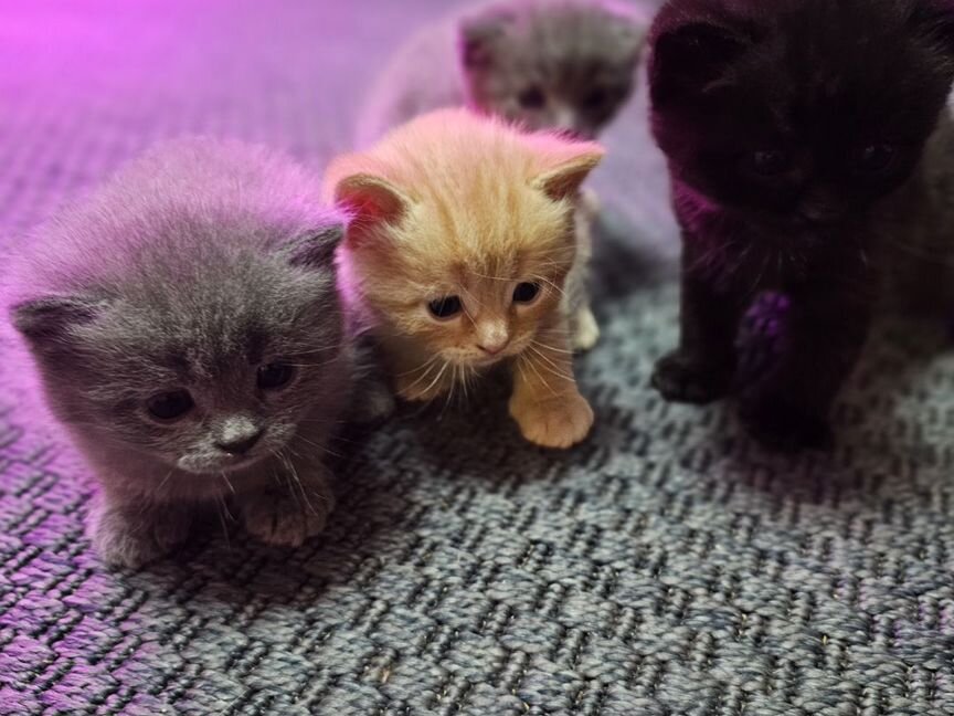 Шотландские котята