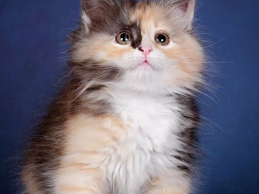 Сибирские котята