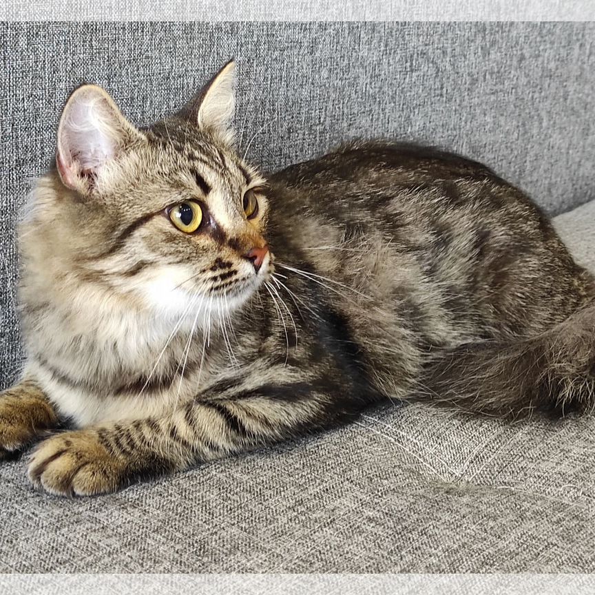 Кошки в добрые руки