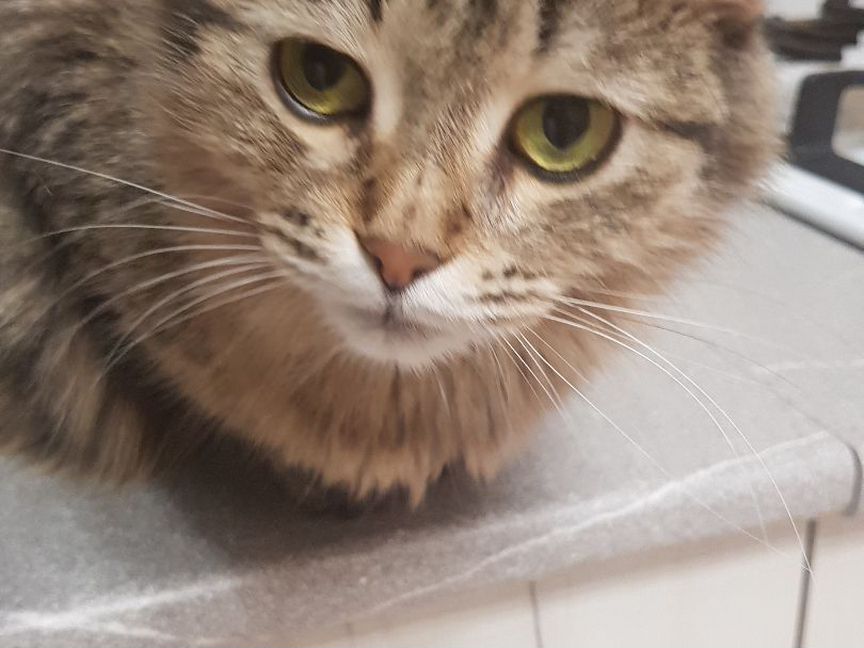 Кошка