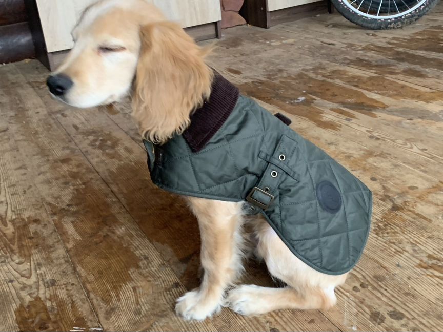 Куртка накидка для собаки Barbour