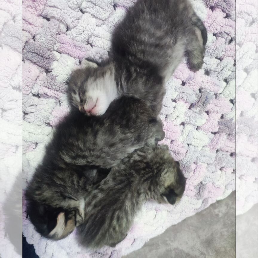 Котята в добрые руки