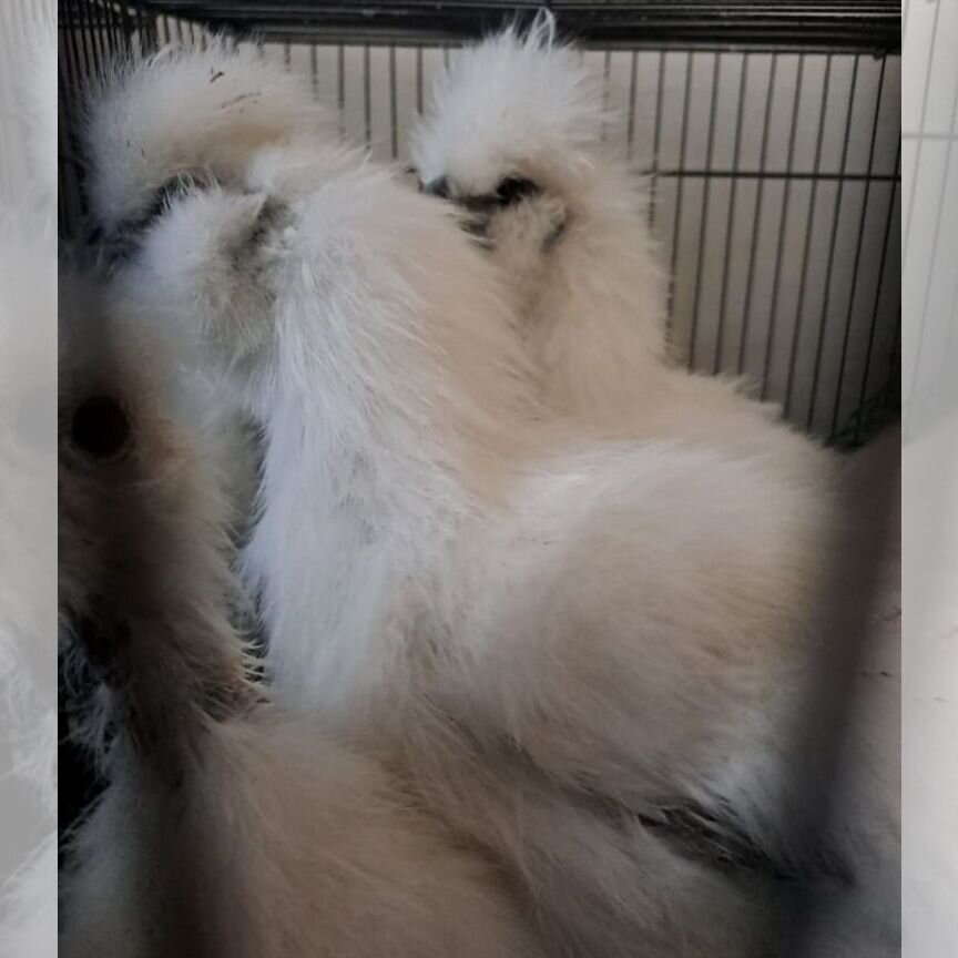 Китайские шелковые куры