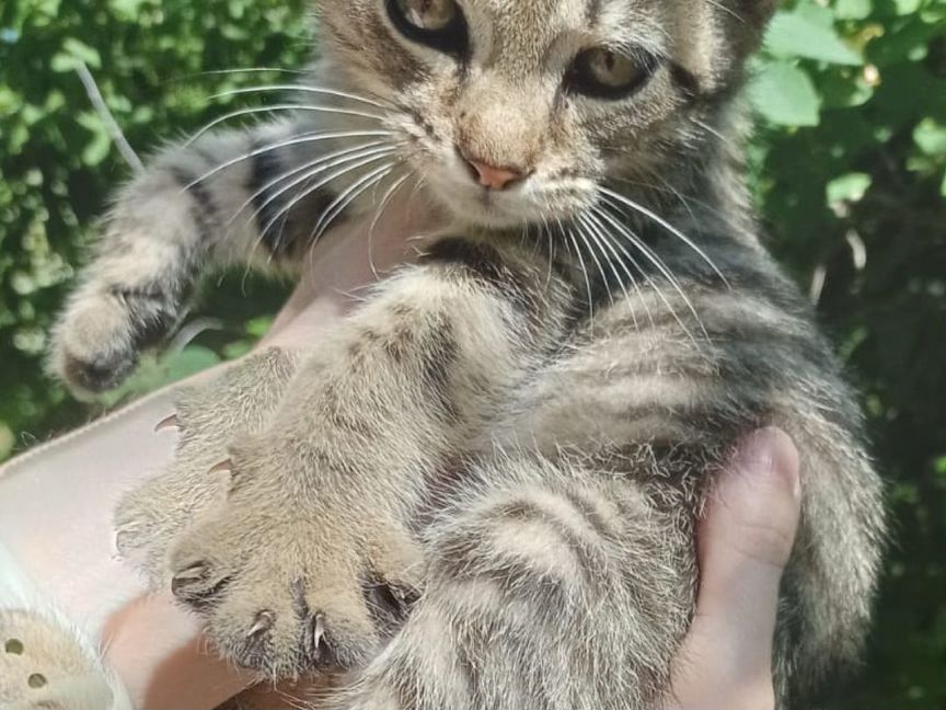 Котенок(котик)