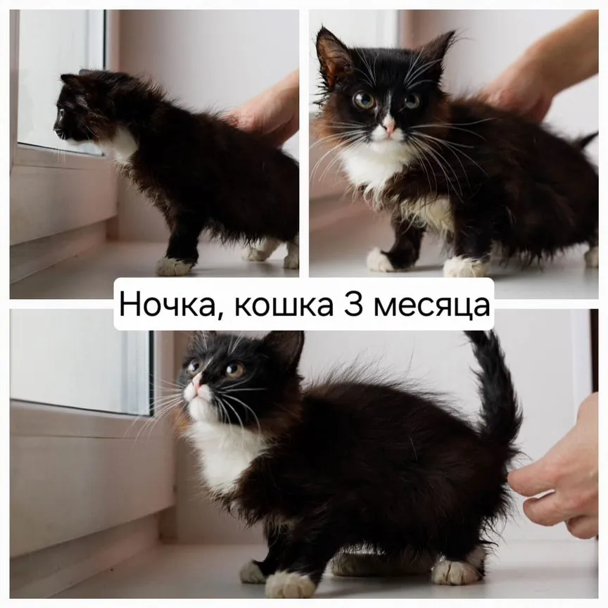 Котодетки ищут новый дом