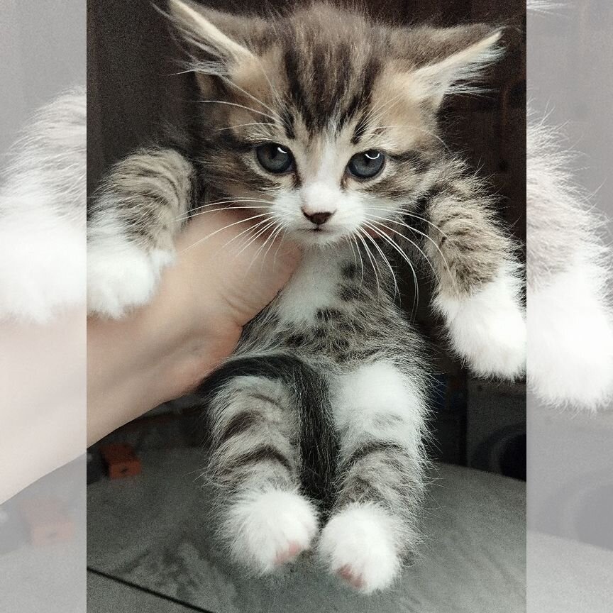 Котёнок в добрые руки