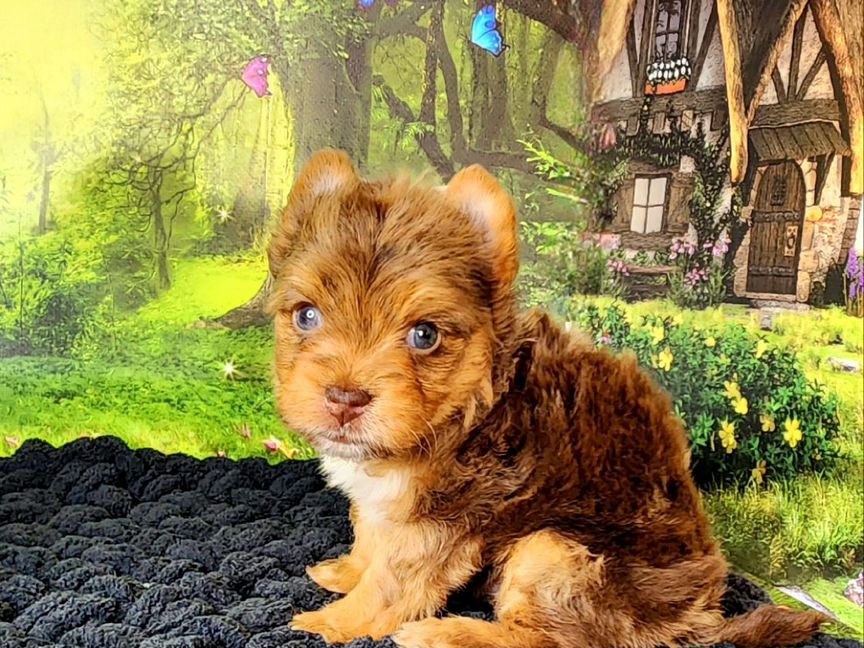 Мальчики цветные йорки