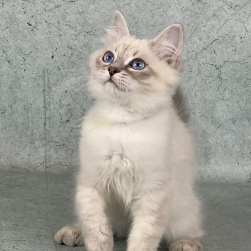 Невский маскарадный котик
