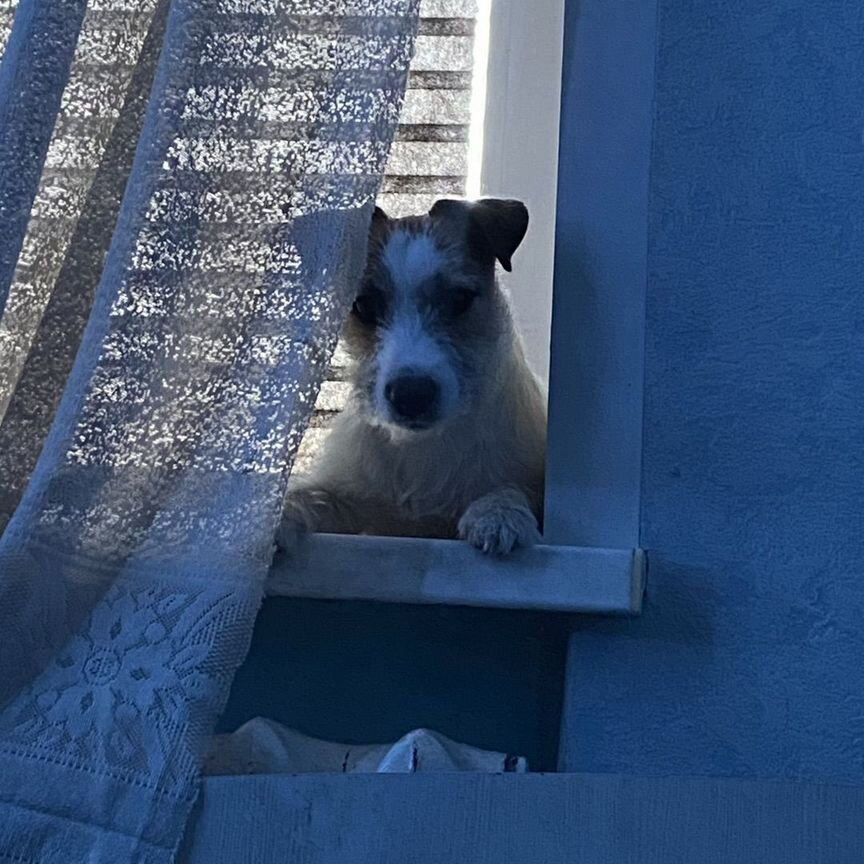 Джек рассел терьер