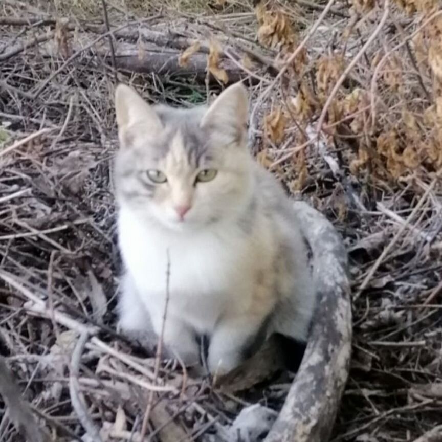 Милые красотки в добрые руки