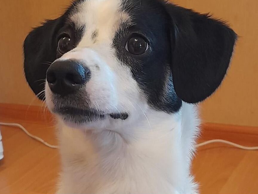 Собака в добрые руки