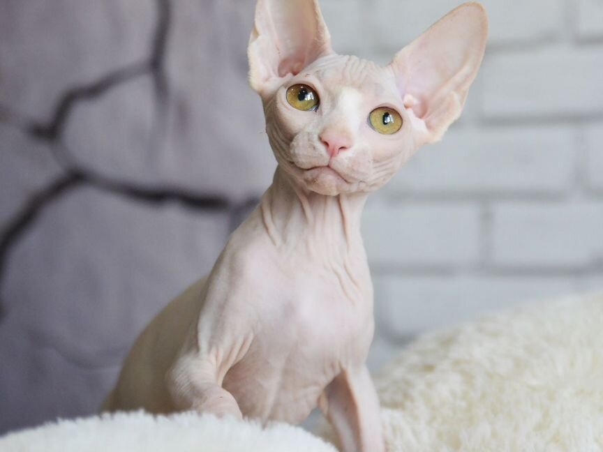 Канадский сфинкс. Зефирка