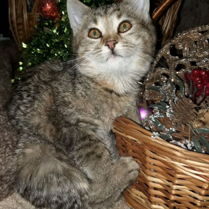 Малышка от сибирской кошки