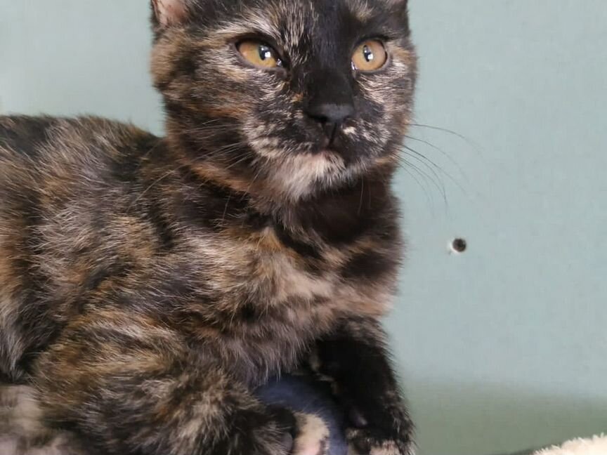 Красавица кошечка-подросток в семью