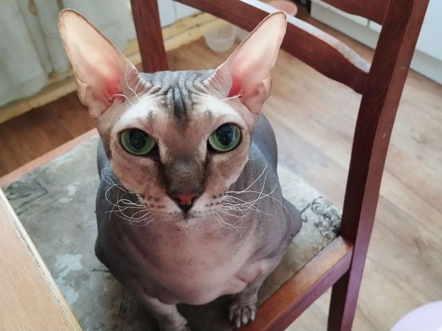 Канадский сфинкс кошка