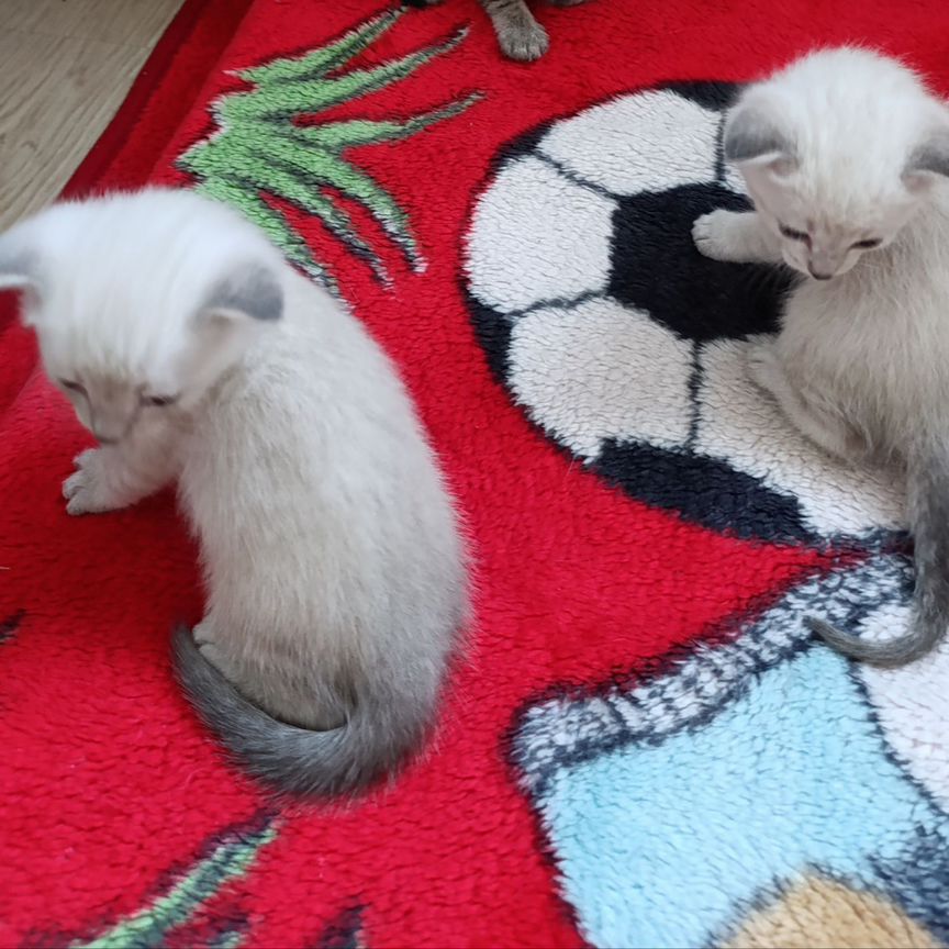 Тайские котята