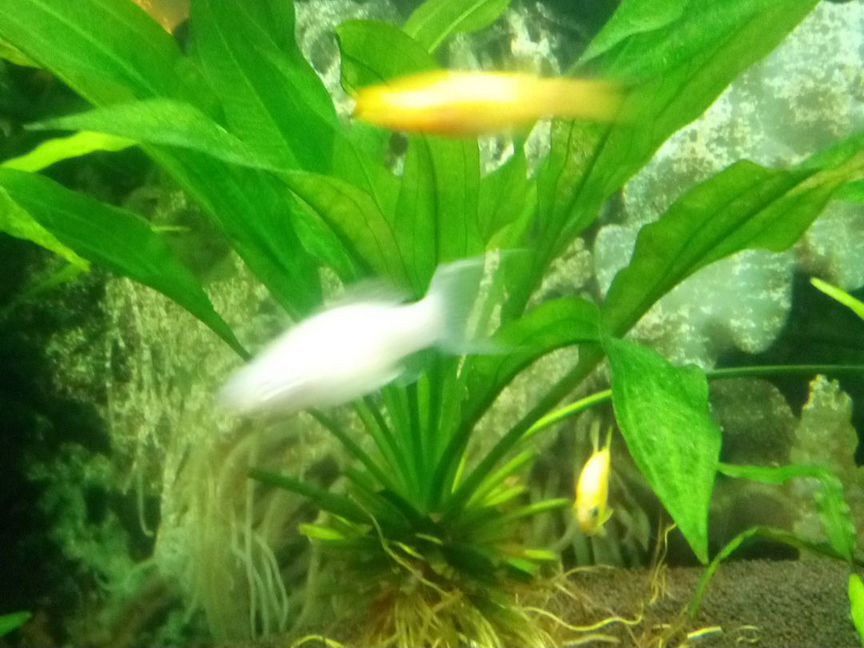 Эхинодорус Амазонка