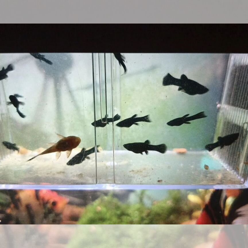 Бронь Моллинезия черная