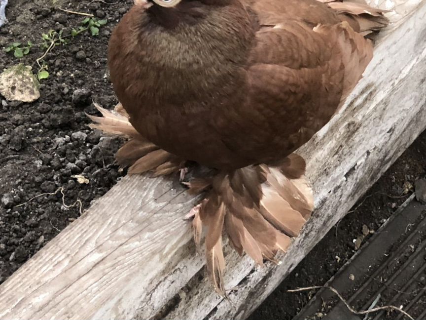 Голубь узбекский