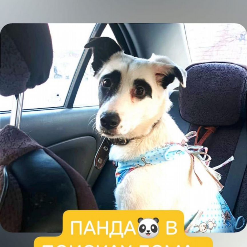 Собачке нужен дом