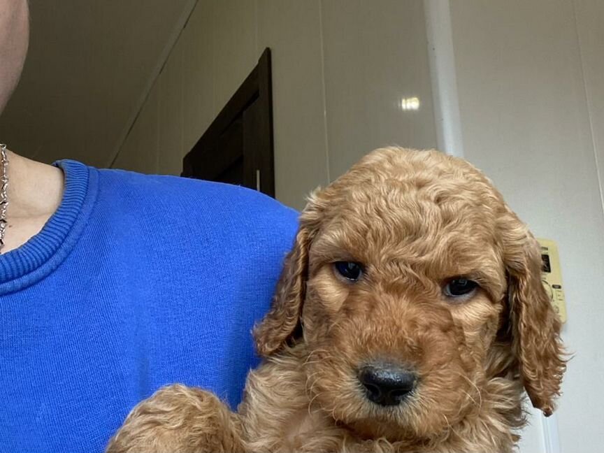 Большой Королевский пудель Стандартный