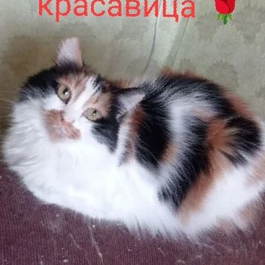 Сибирская, взрослая кошка
