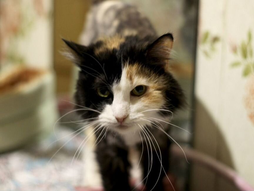 Пушистая кошка Марго из приюта бесплатно