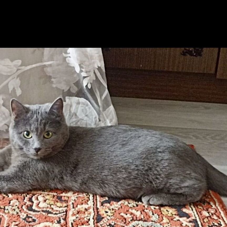 Кошка в добрые руки