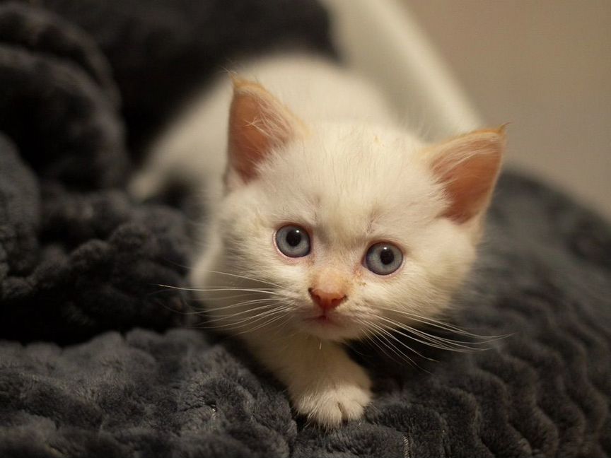 Котята