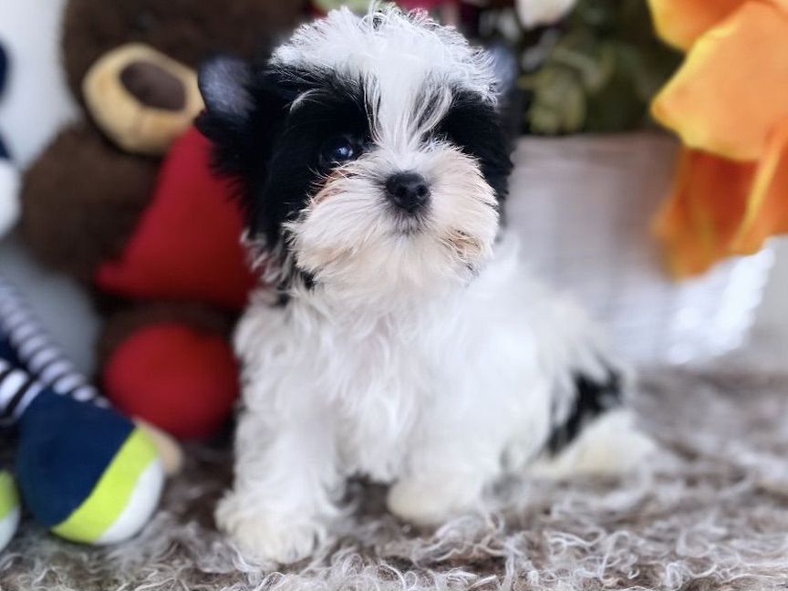 Мальчик мини