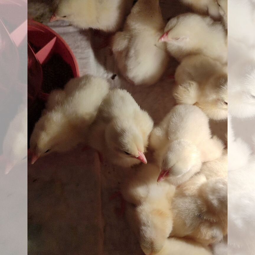 Цыплята бройлеры росс 308